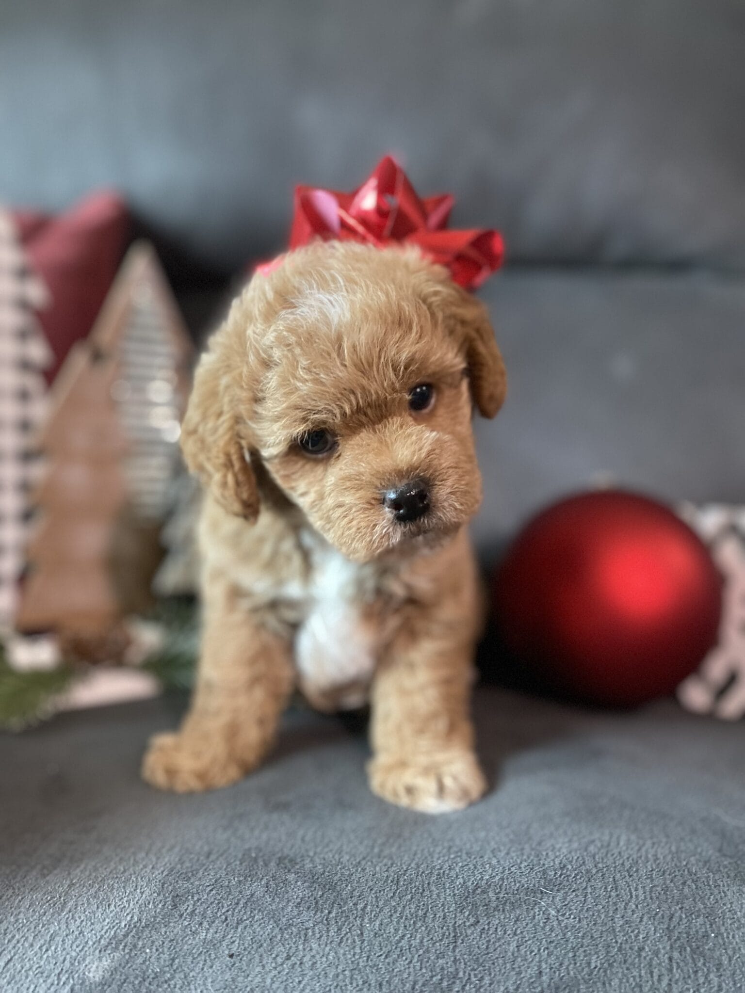 Blaze - Teacup Labradoodle Boy - Labradoodle puppy for sale