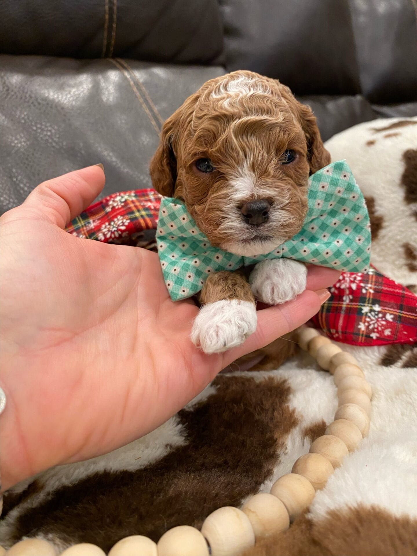 Coal - Micro Cavapoo Boy - 5-10 lb Cavapoo puppies for sale