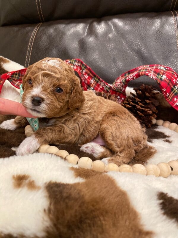 Coal - Micro Cavapoo Boy - 5-10 lb Cavapoo puppies for sale