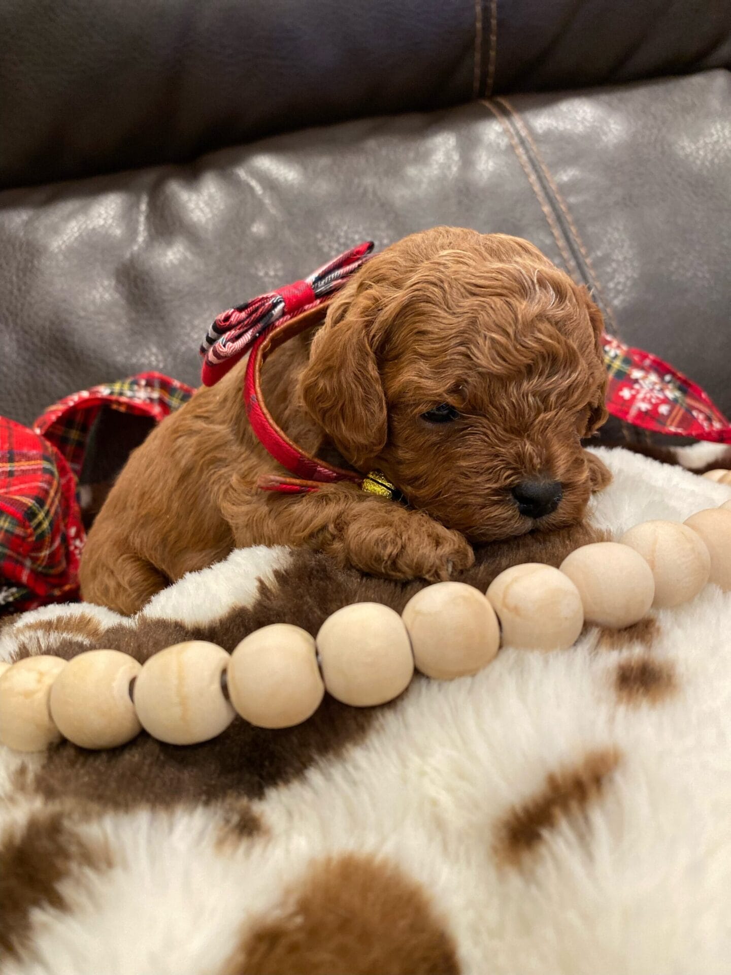 Mistletoe - Micro Cavapoo Boy - 5-10 lb Cavapoo puppies for sale