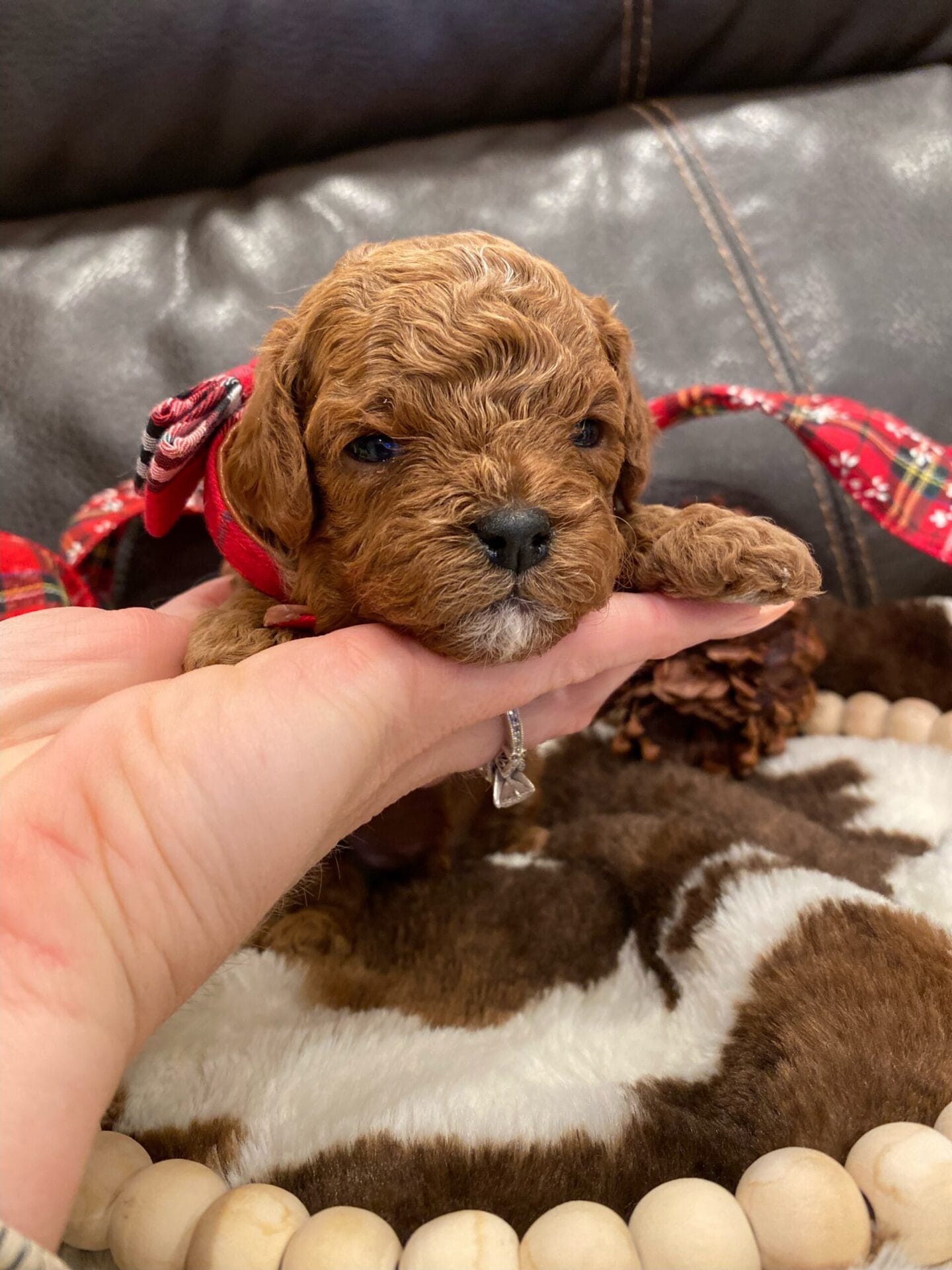 Mistletoe - Micro Cavapoo Boy - 5-10 lb Cavapoo puppies for sale