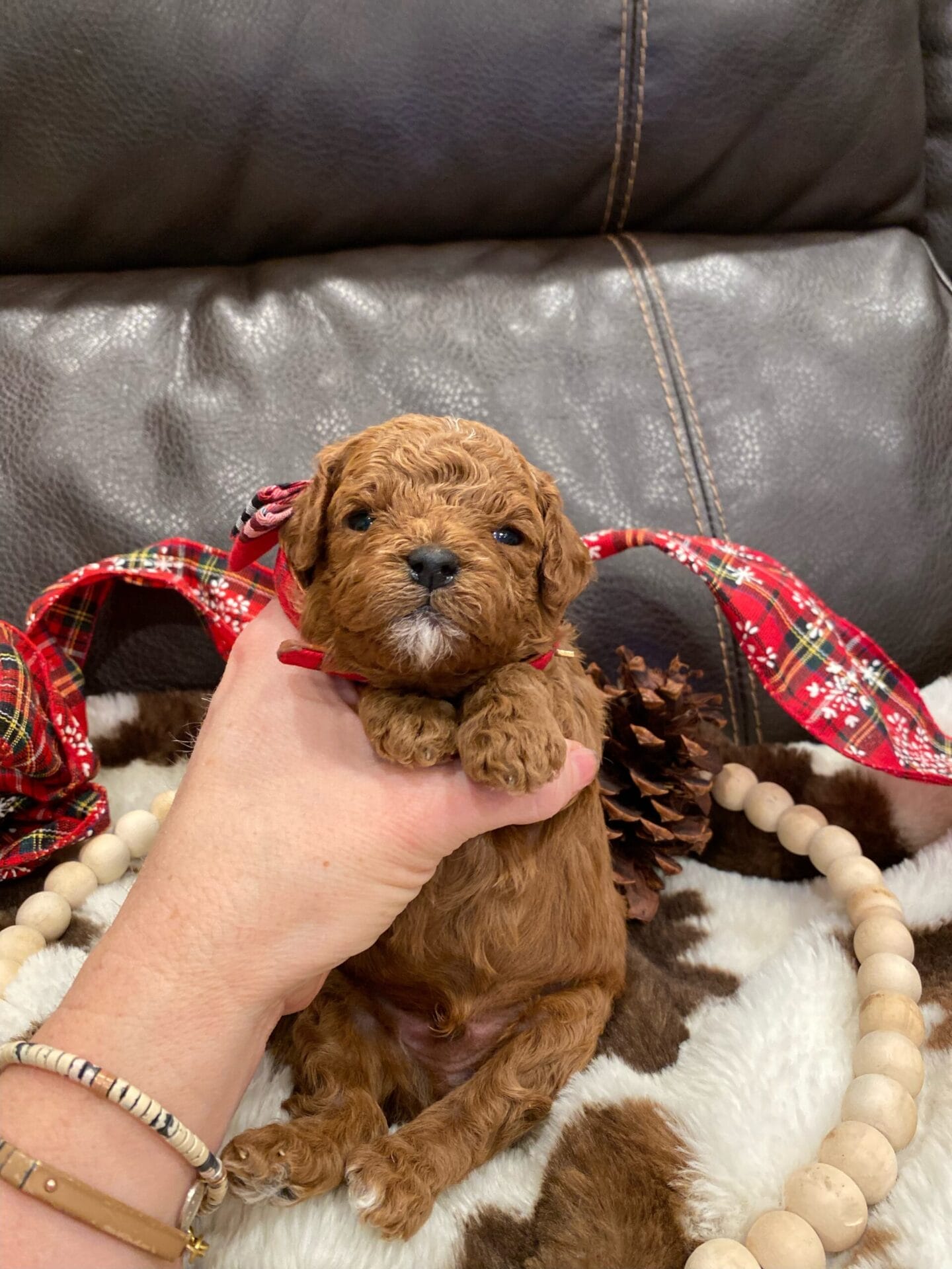 Mistletoe - Micro Cavapoo Boy - 5-10 lb Cavapoo puppies for sale