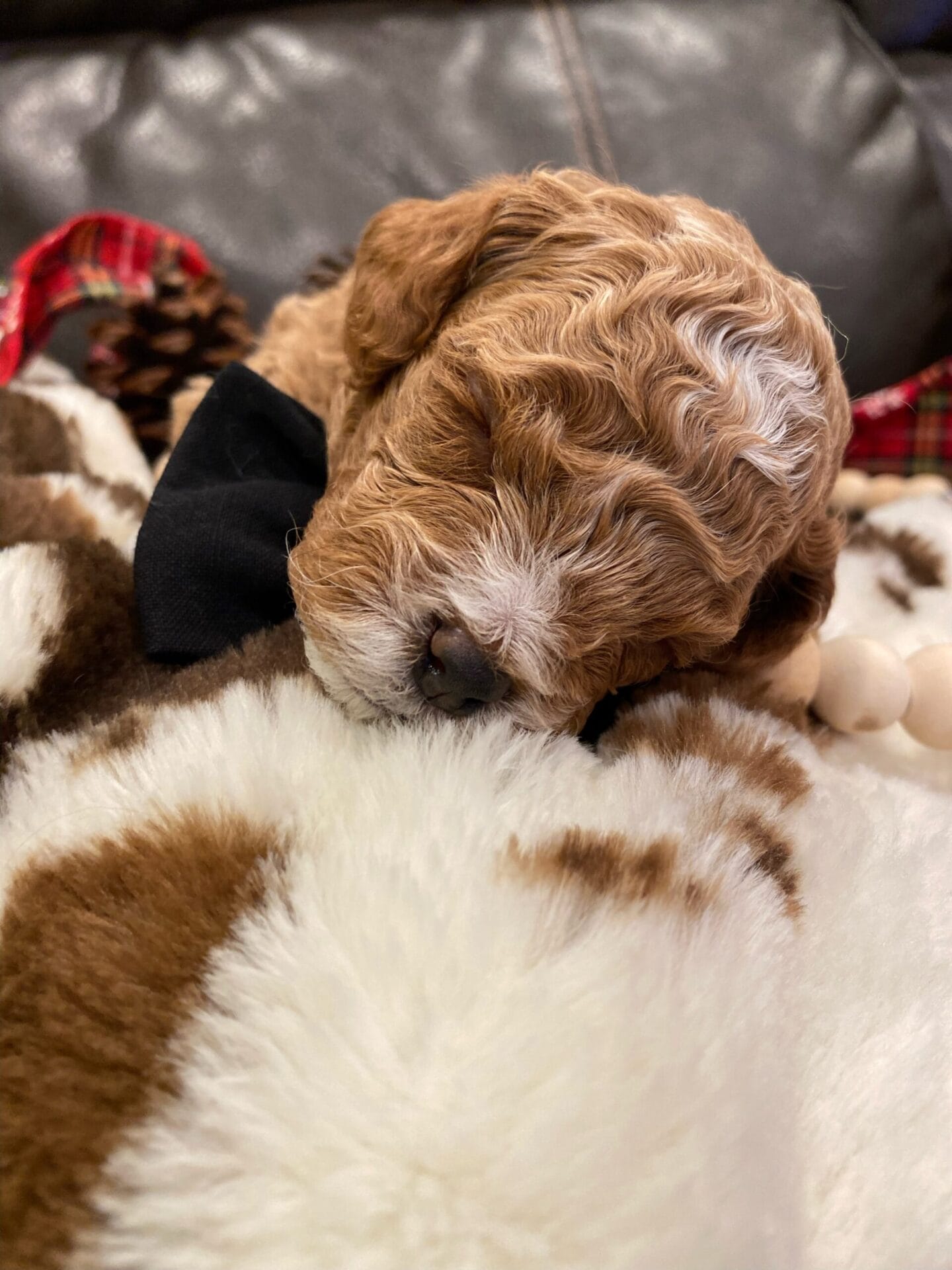 Coal - Micro Cavapoo Boy - 5-10 lb Cavapoo puppies for sale