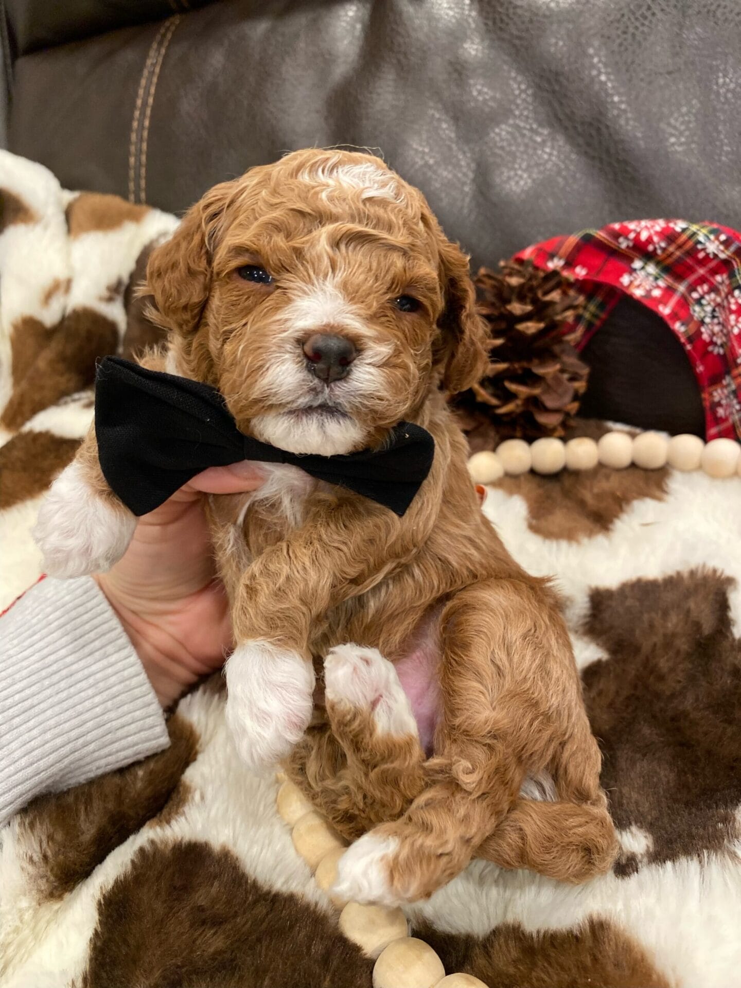 Coal - Micro Cavapoo Boy - 5-10 lb Cavapoo puppies for sale