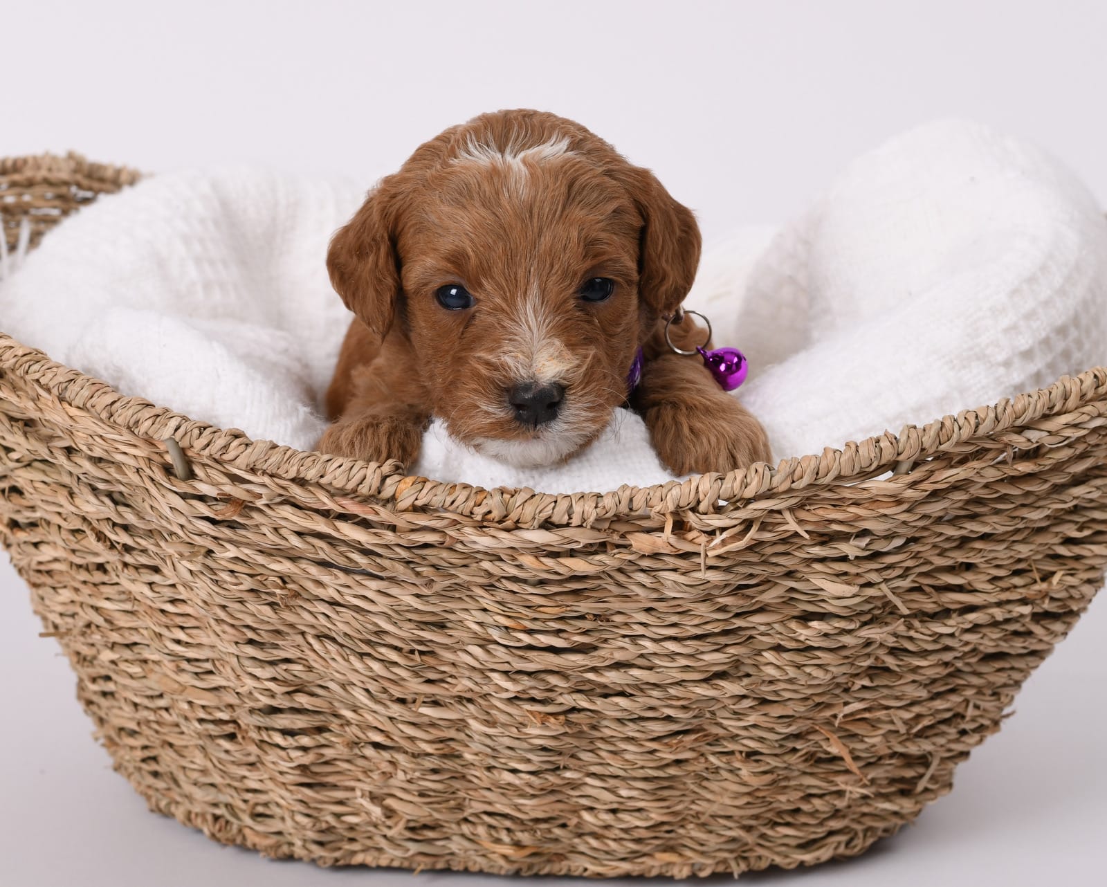 Penelope - Toy Goldendoodle Girl - Goldendoodle puppy for sale