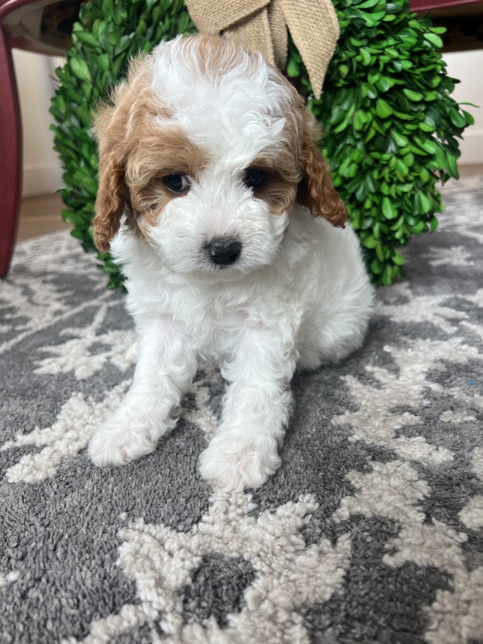 Scarlet - Teacup Cavapoo Girl - 7-15 lb Cavapoo puppies for sale