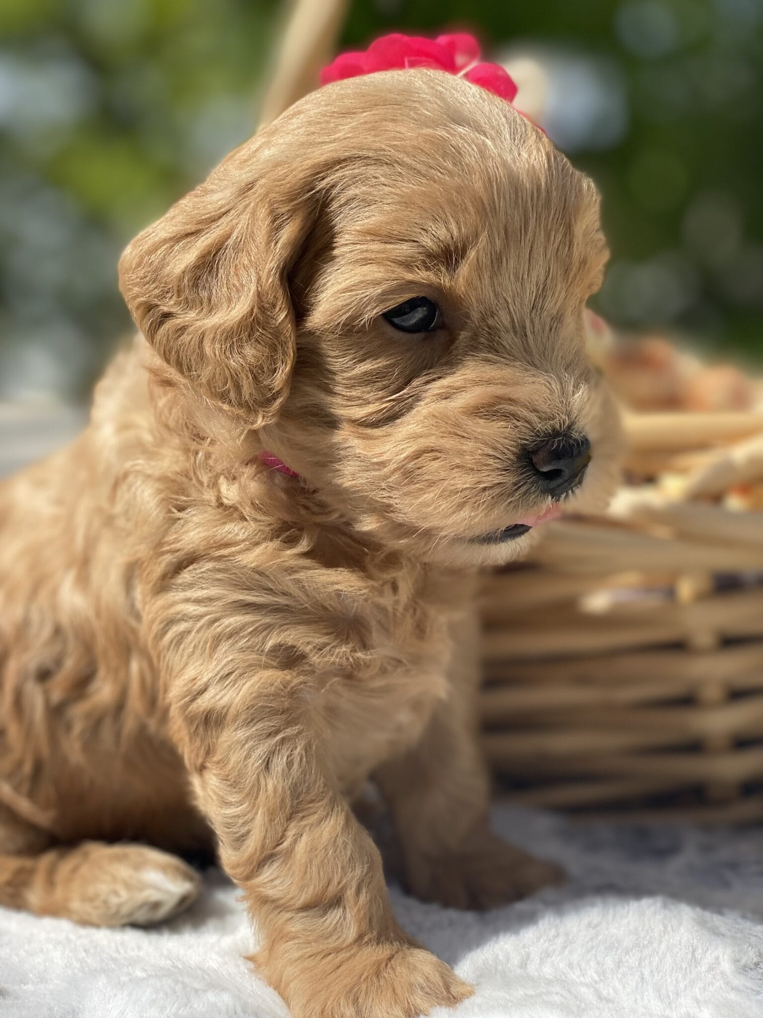 Ruby - Teacup Goldendoodle Girl - Teacup Goldendoodle for sale