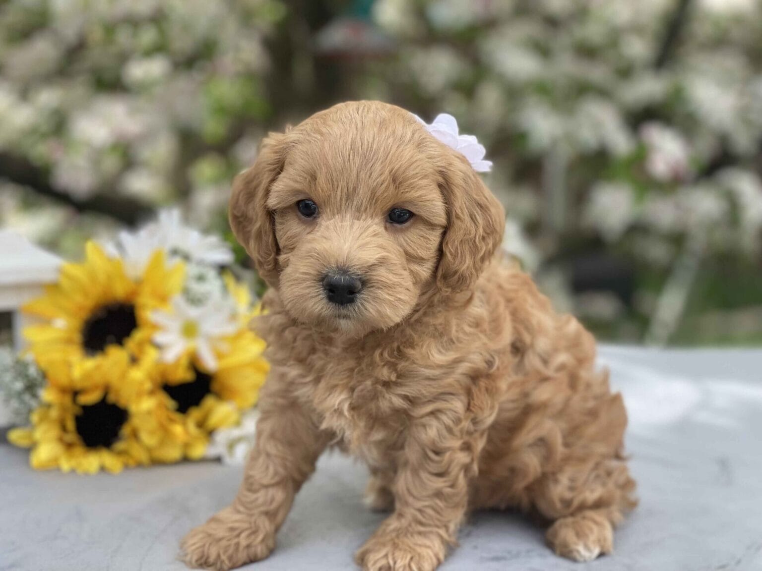 Ruby - Teacup Goldendoodle Girl - Teacup Goldendoodle for sale