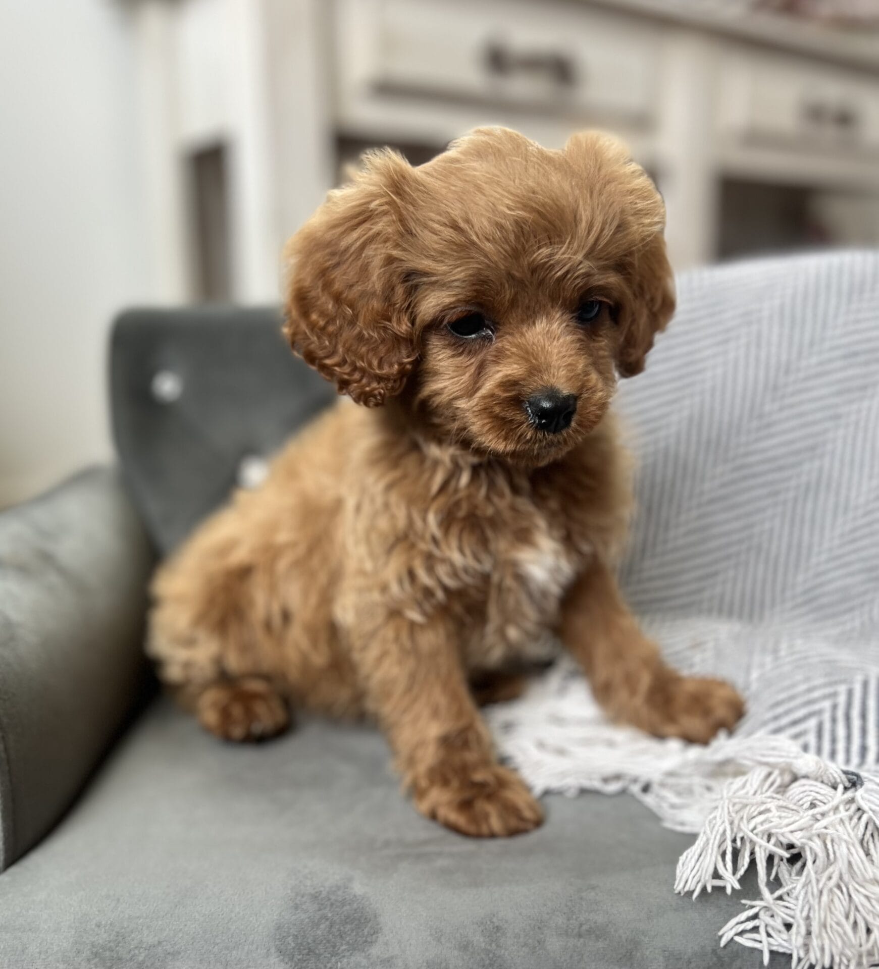 Sage - Teacup Cavapoo Girl - 7-15 lb Cavapoo puppies for sale