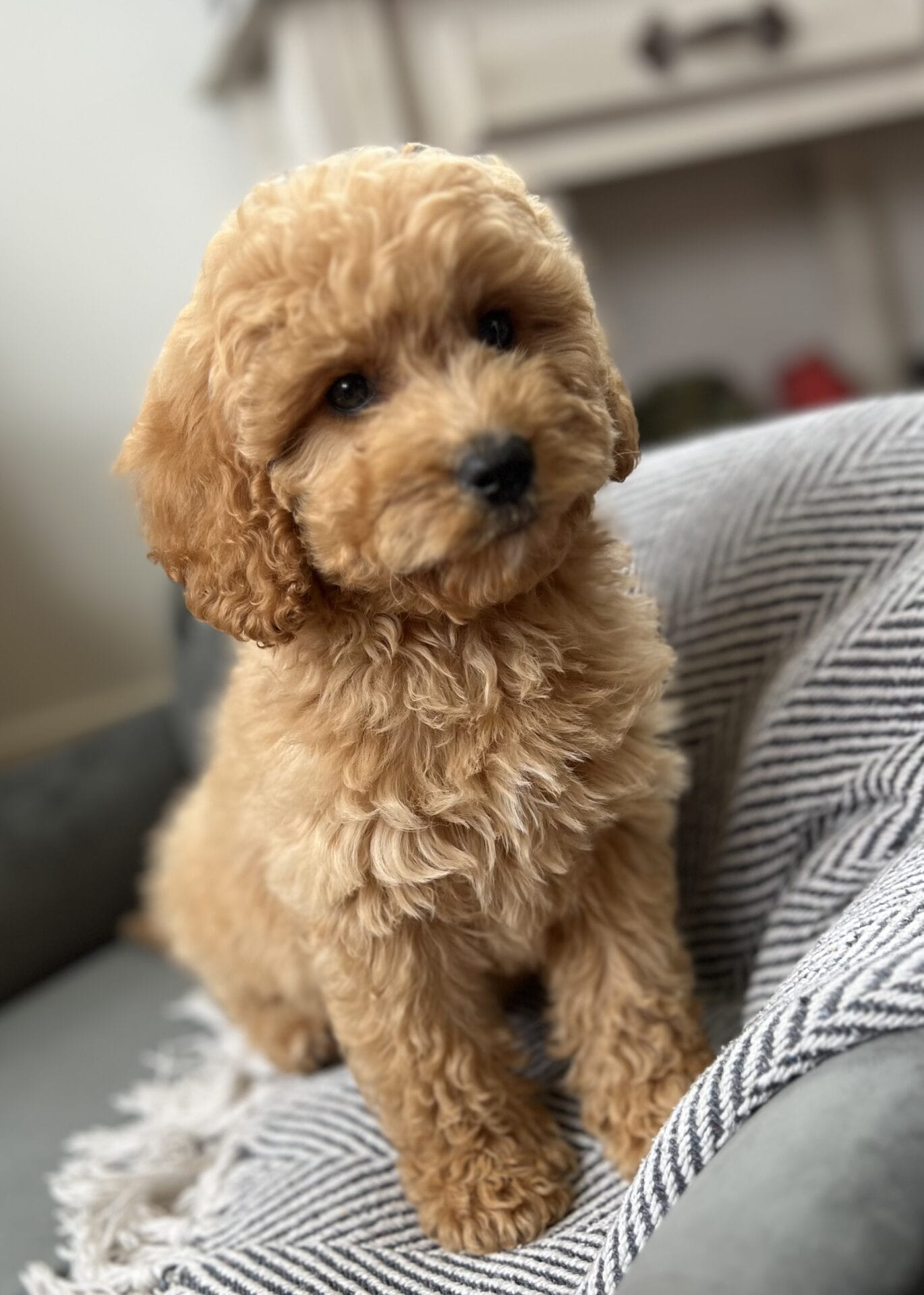 Chewy - Teacup Cavapoo Boy - 7-15 lb Cavapoo puppies for sale