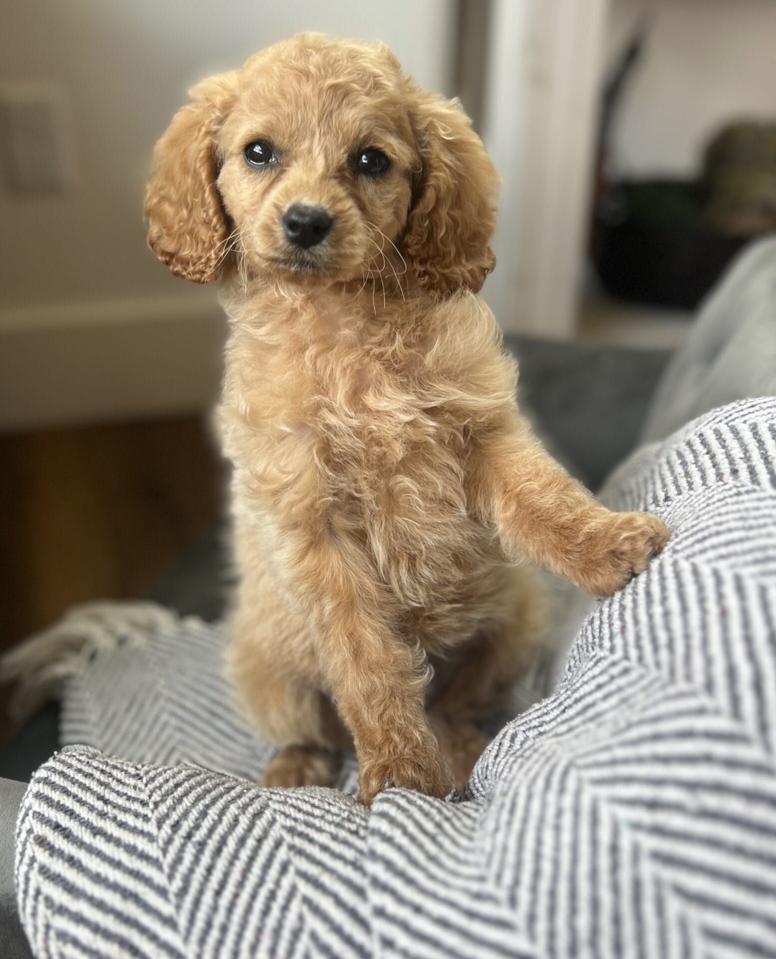 Princess - Teacup Cavapoo Girl - 7-15 lb Cavapoo puppies for sale