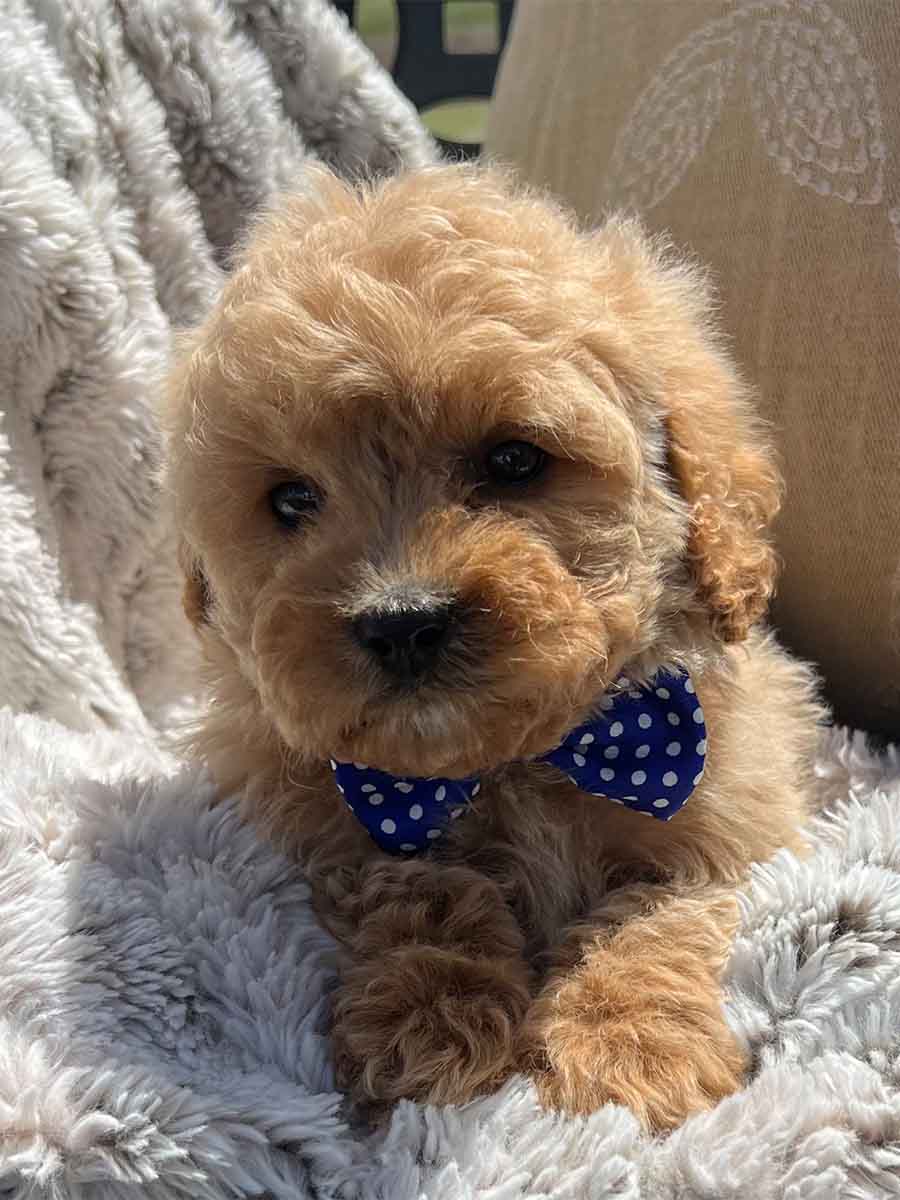 Scout - Teacup Cavapoo Boy - 7-15 lb Cavapoo puppies for sale