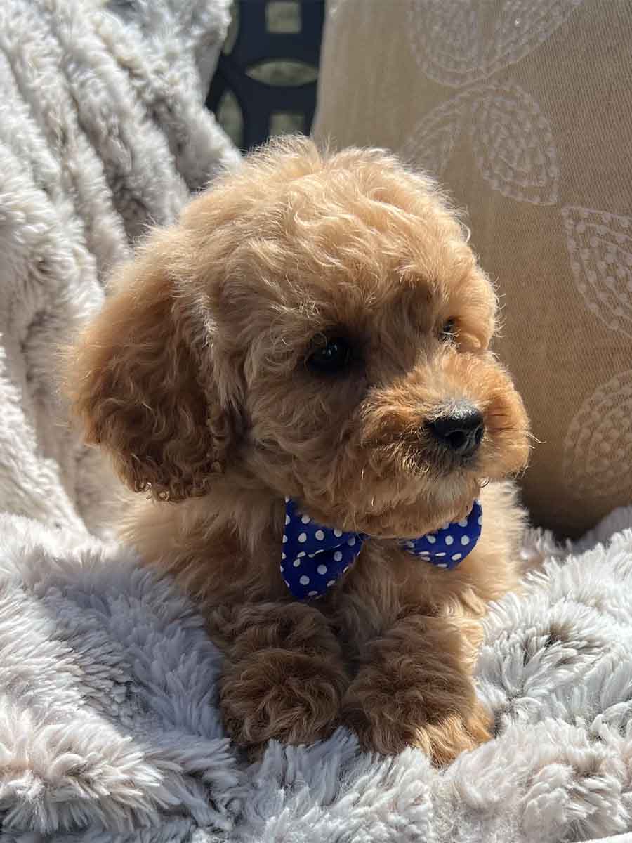 Scout - Teacup Cavapoo Boy - 7-15 lb Cavapoo puppies for sale