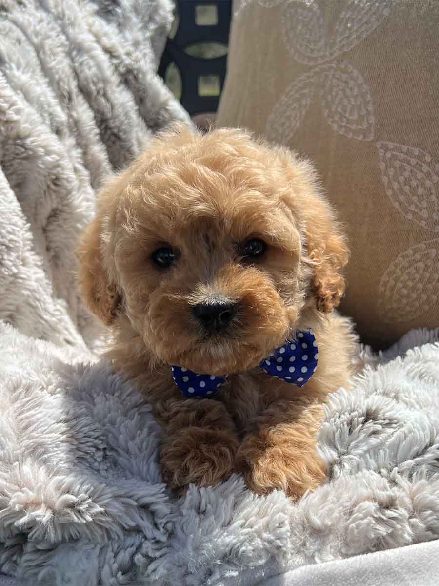 Scout - Teacup Cavapoo Boy - 7-15 lb Cavapoo puppies for sale