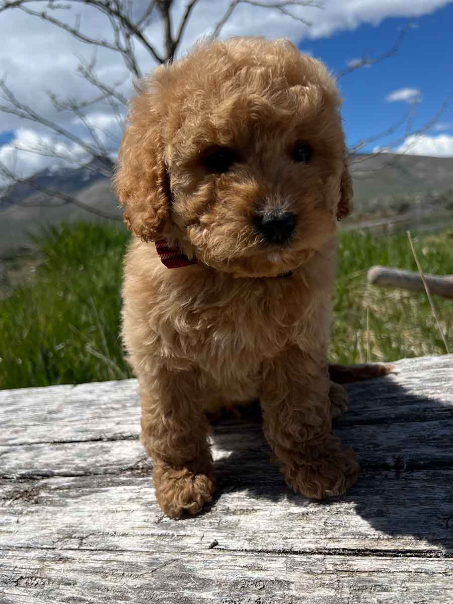 Chewy - Teacup Cavapoo Boy - 7-15 lb Cavapoo puppies for sale