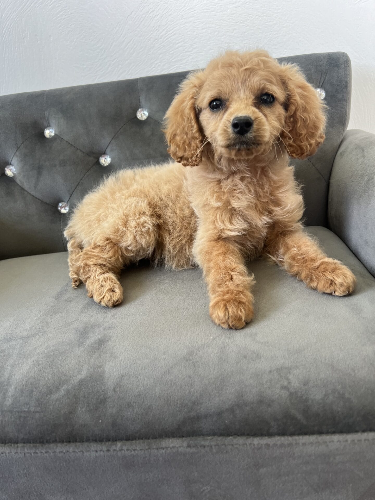 Princess - Teacup Cavapoo Girl - 7-15 lb Cavapoo puppies for sale