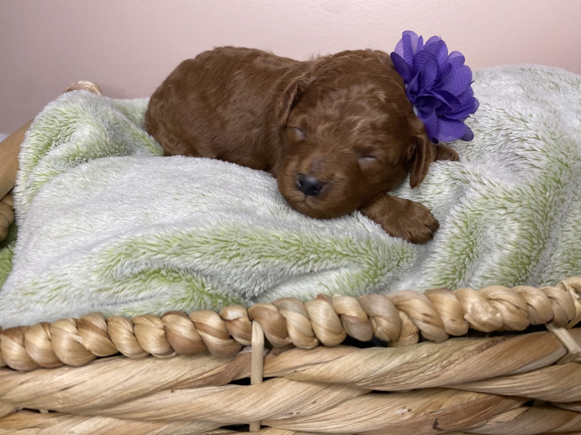 Summer - Micro Cavapoo Girl - 5-10 lb Cavapoo puppies for sale