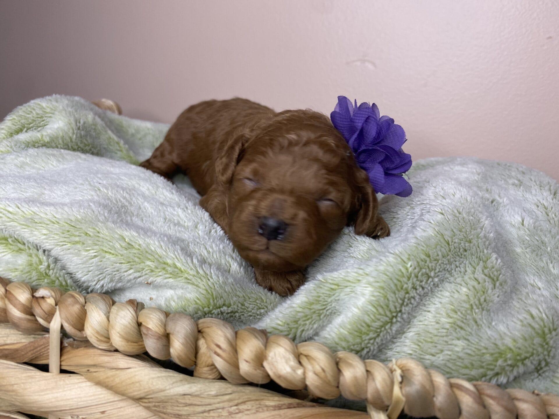 Summer - Micro Cavapoo Girl - 5-10 lb Cavapoo puppies for sale