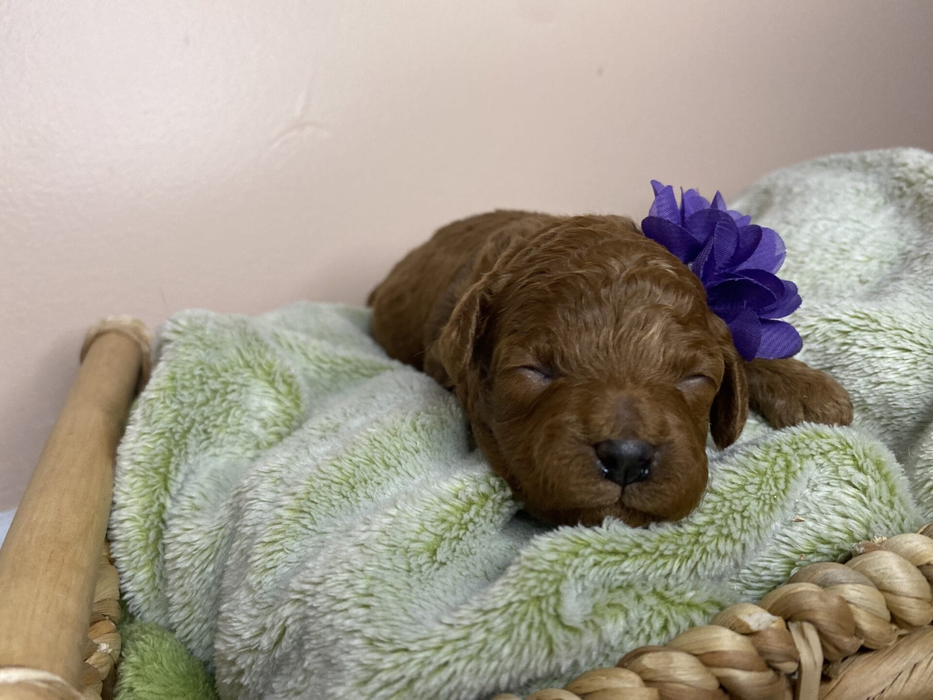 Summer - Micro Cavapoo Girl - 5-10 lb Cavapoo puppies for sale