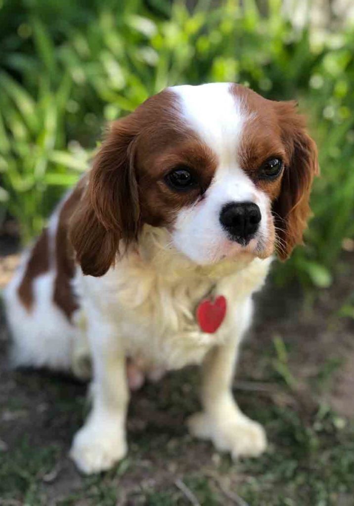 Teacup Cavapoo Puppies for sale -Micro Cavapoos -Mini Cavapoo puppies