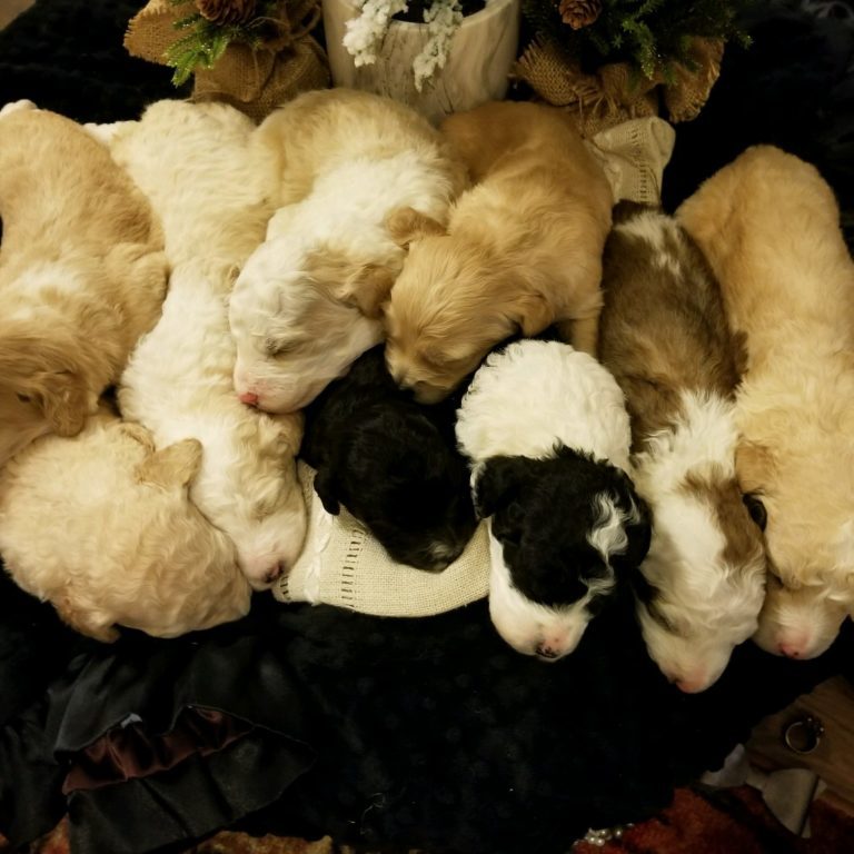 Mini Sheepadoodle - Mini Sheepadoodle Puppies -Sheepadoodle puppies