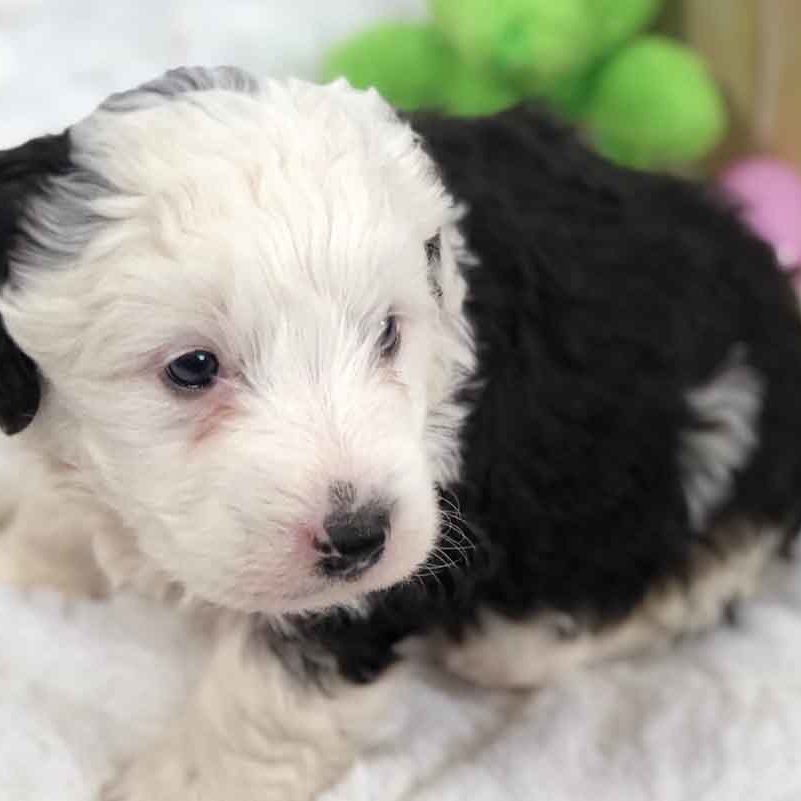 Mini Sheepadoodles - Precious Doodle Dogs - Teacup Goldendoodles ...