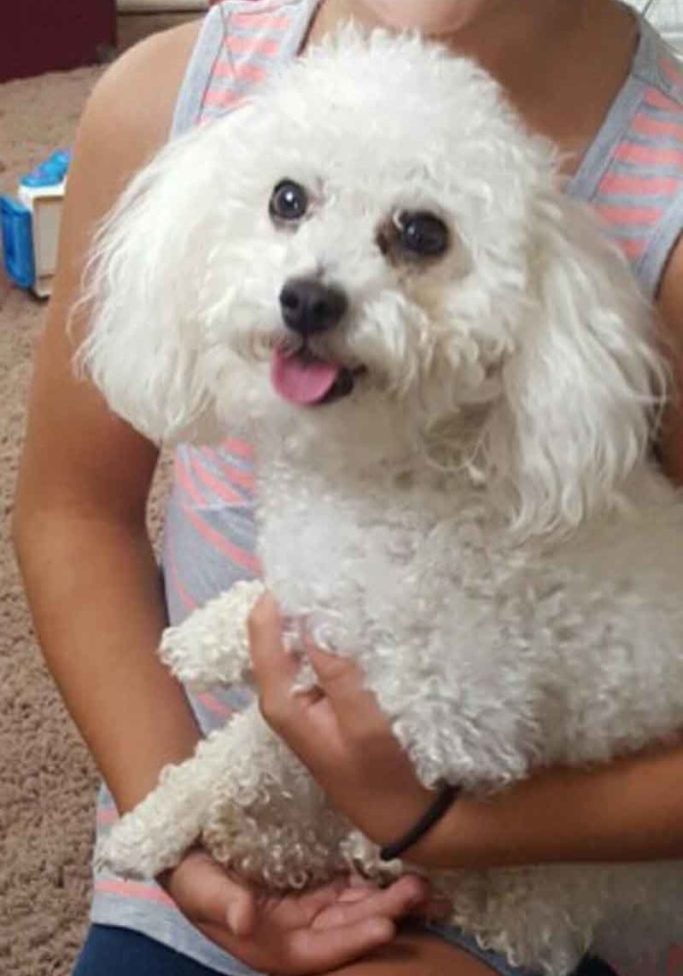 Mini Sheepadoodle - Mini Sheepadoodle Puppies -Sheepadoodle puppies